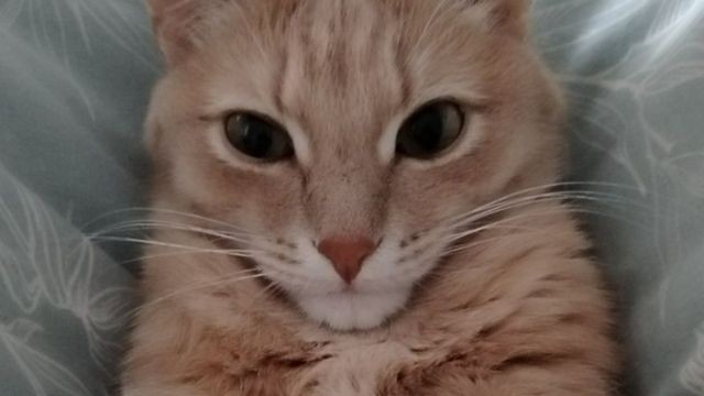 Котёнок Маркиз