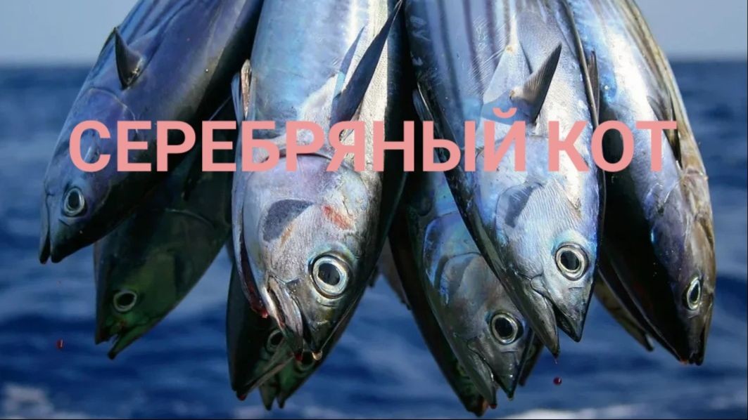 Серебрянный кот (Gato Plateado)