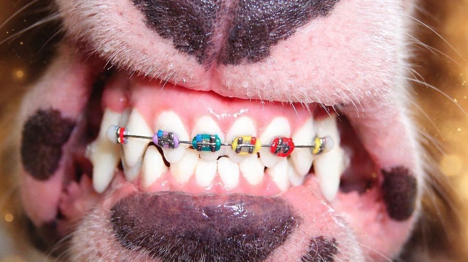 Ветеринарная клиника ВЕЛЕС-ВЕТ | Челябинск