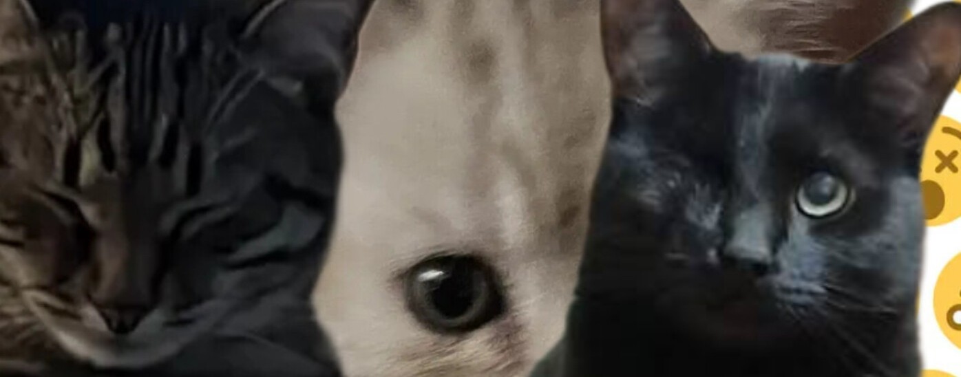 весёлые коты