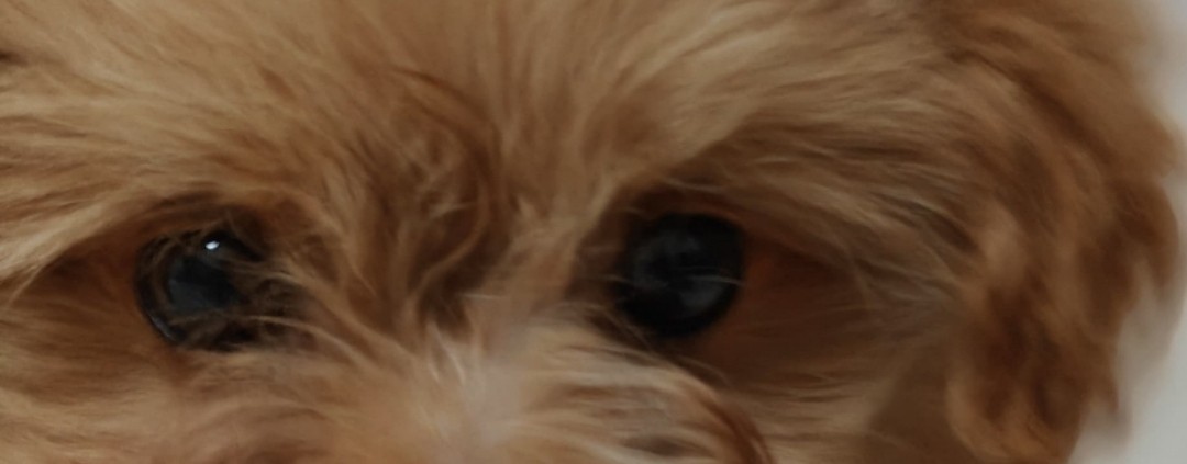 Polinariya и Artemed