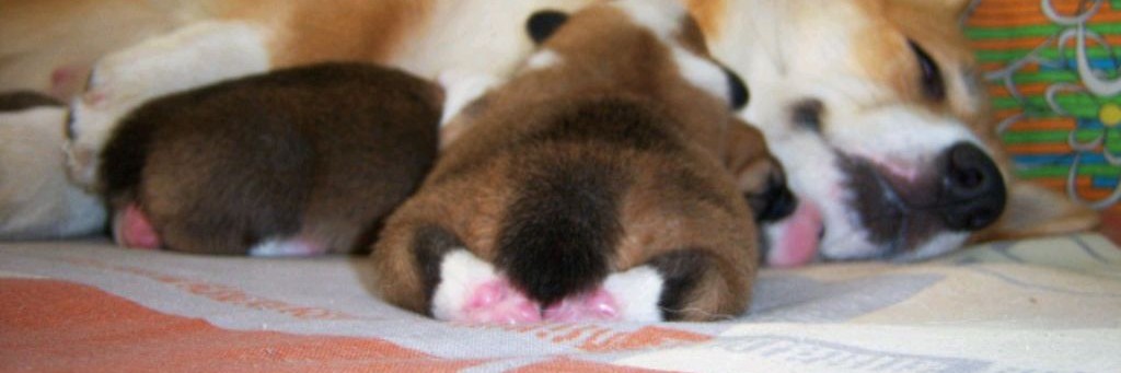 Корги Cаги Дахмардак