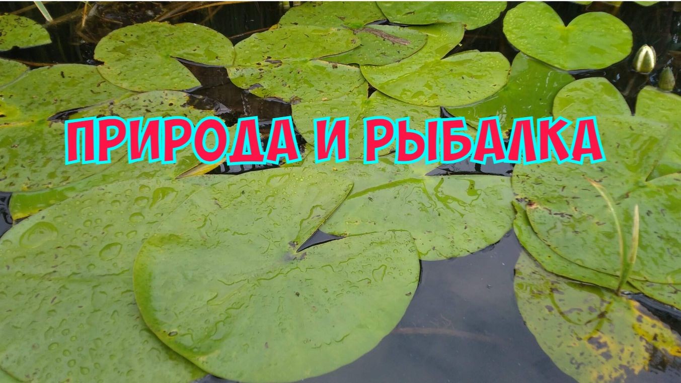 ПРИРОДА И РЫБАЛКА