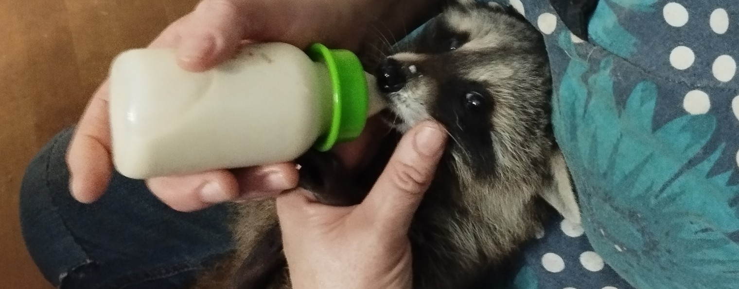 Енотокафе Лесная Братва