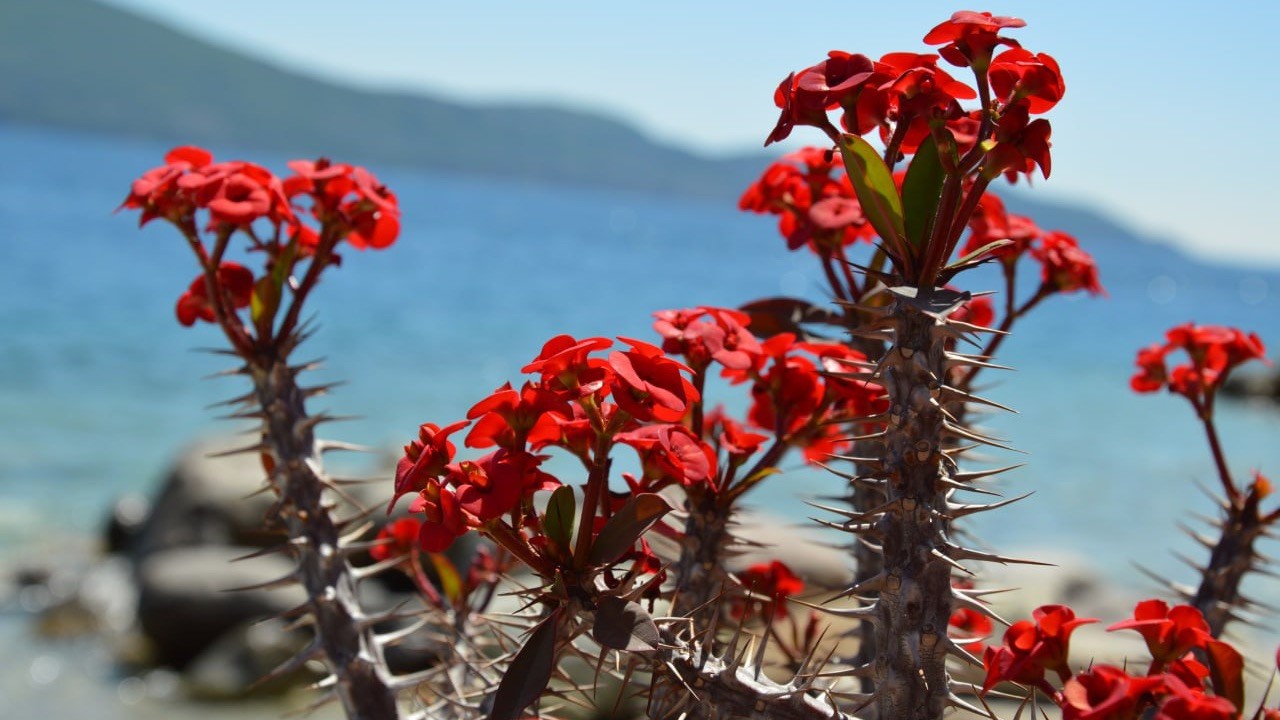 ГЕКТОР КАНАЛ