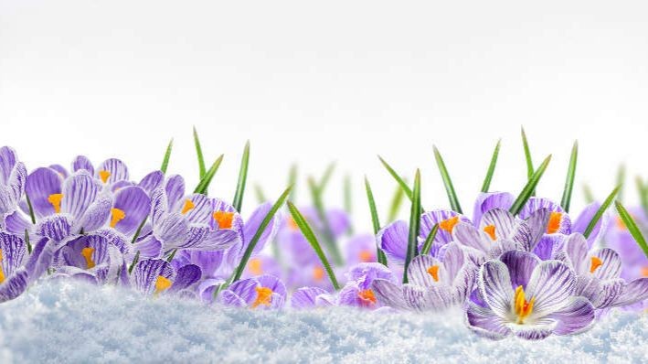 Светлана Скребнева