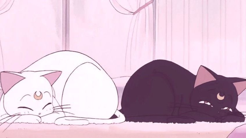🐈⬛A cat named Moon ヾ(≧▽≦*)o