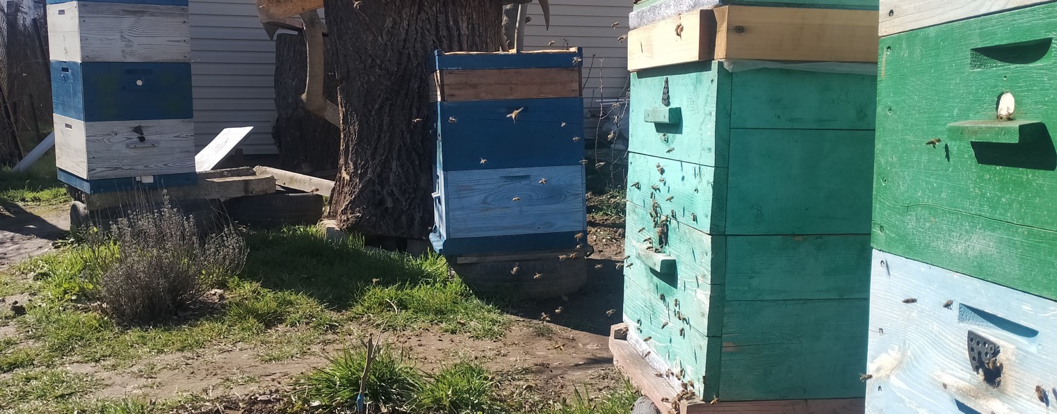 Ярилин мёд 🍯 - натуральный мёд из горного Крыма