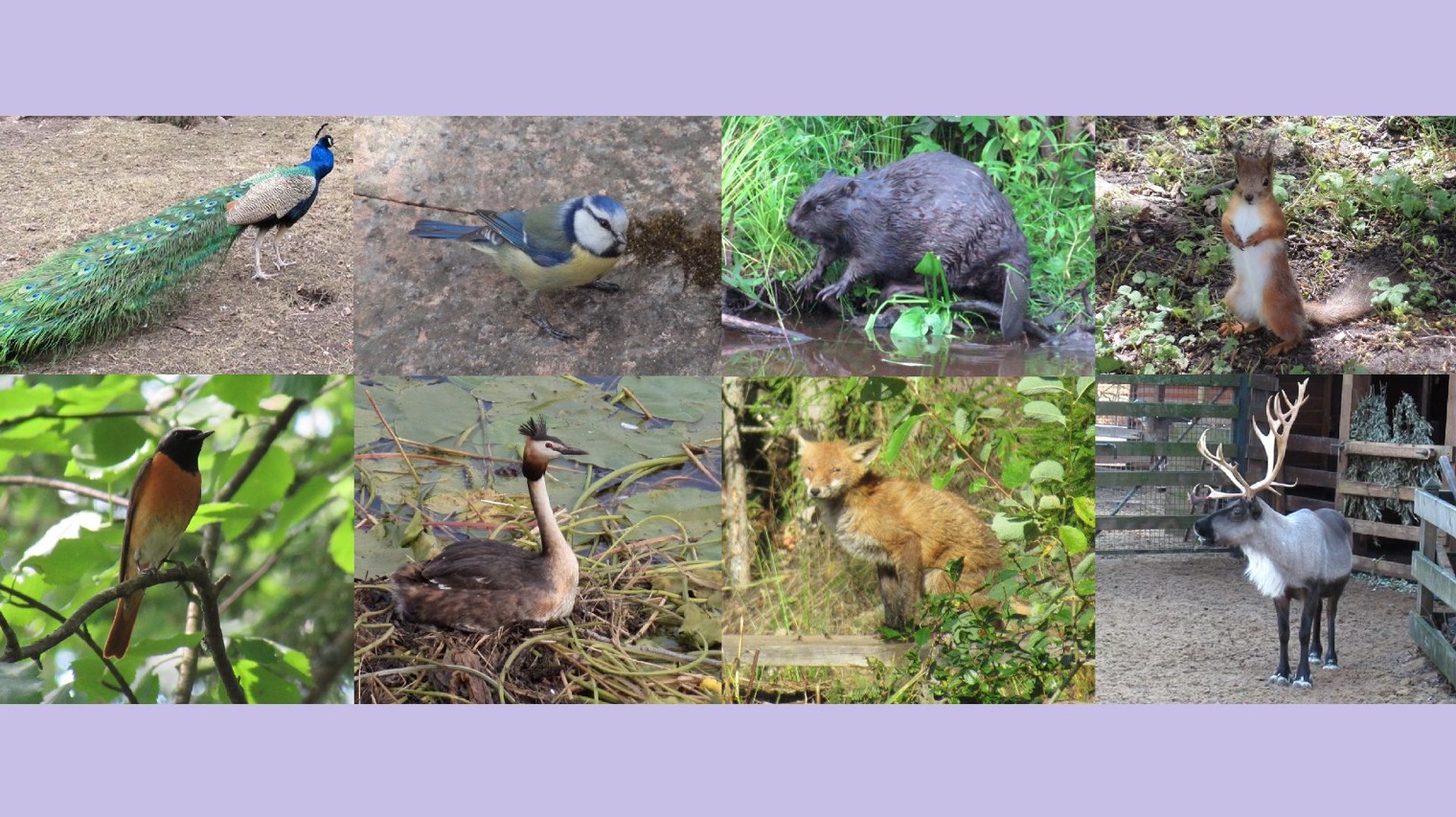 Главная синица - птицы и животные