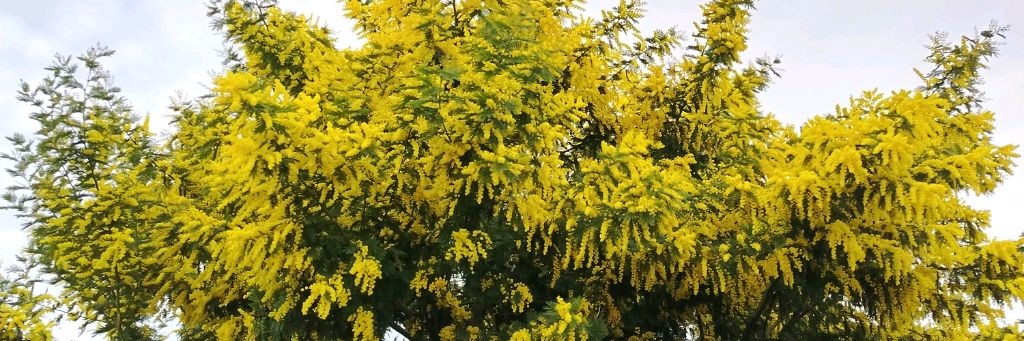 💜Вер ник STAR💜