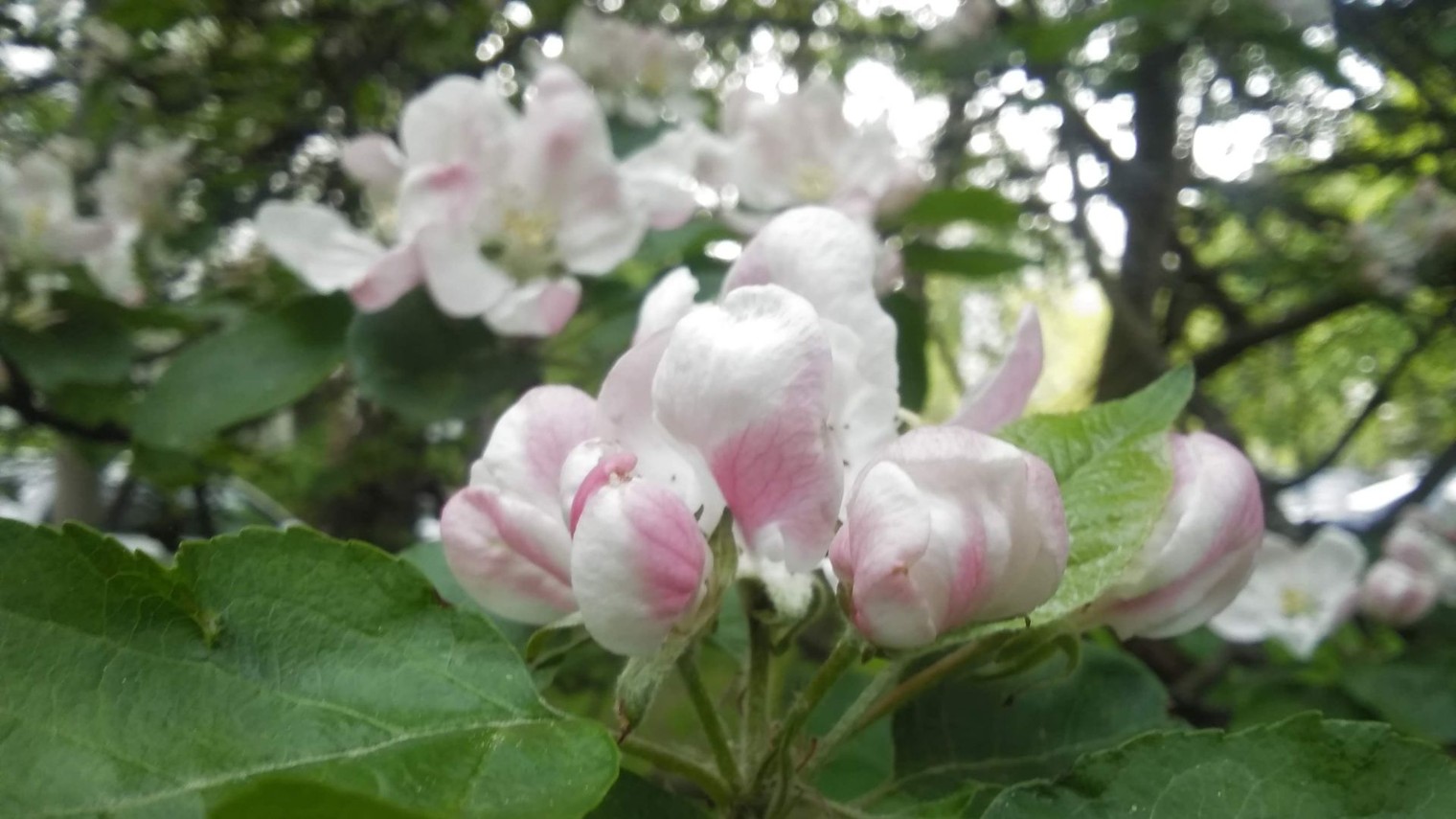 Из Серой мышки в Звезду
