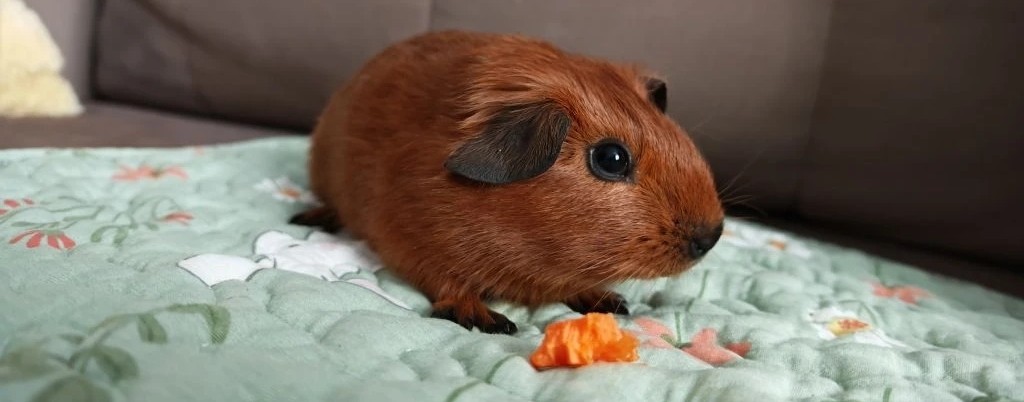Морская Свинка Орешек
