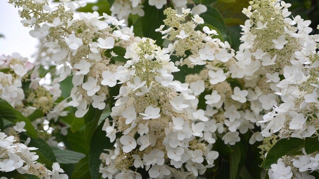 Питомник Растений Сад 25