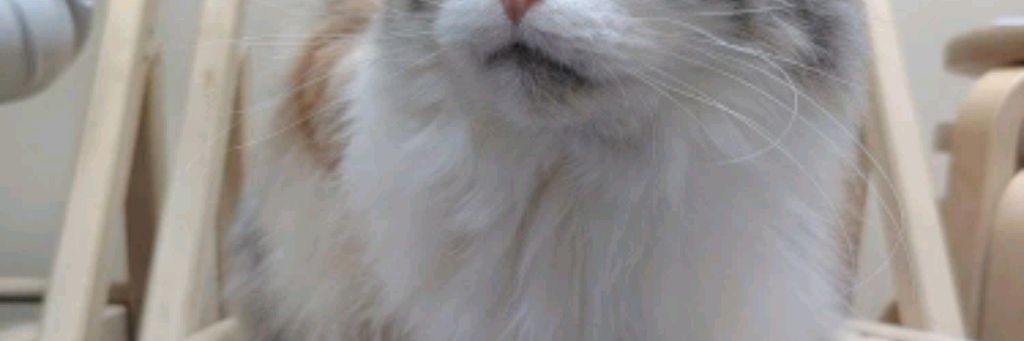 Стандофер Анимэшник🤑😸🤑😸😺🎃😺🎃😺🎃