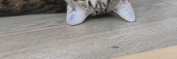 Сильный Кот