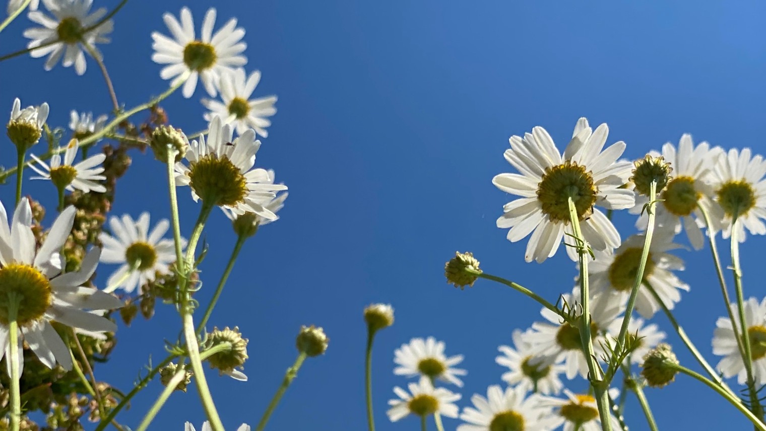 Жанна Пашина-Наумович | Возрождение через природу