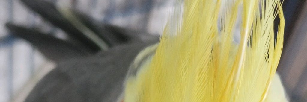 Попугай Кеша 🦜