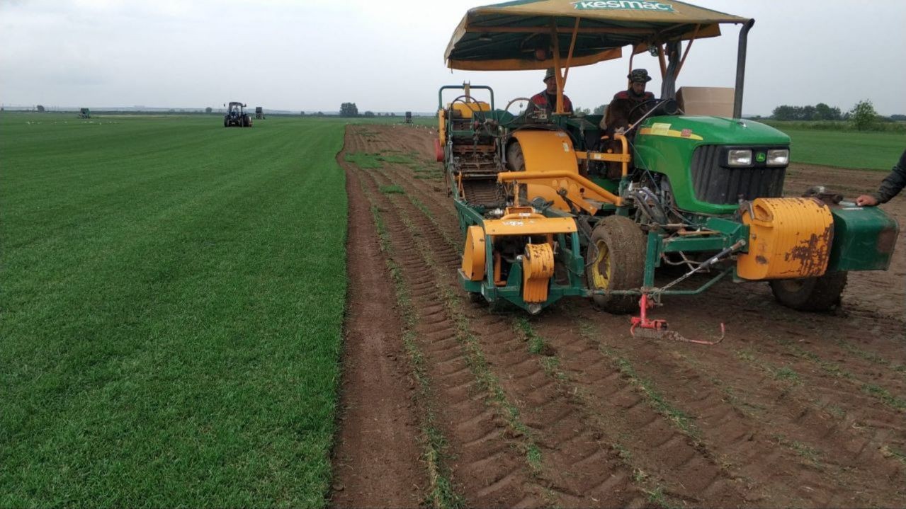 Эко Газон. Производство газона в ЛО, д. Пижма