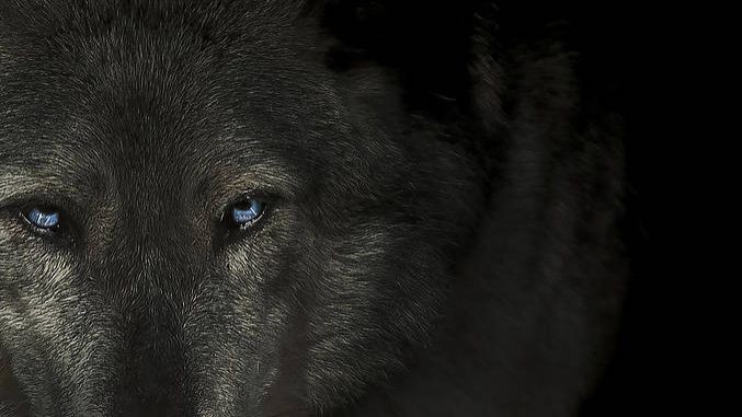 Чертог Волхва