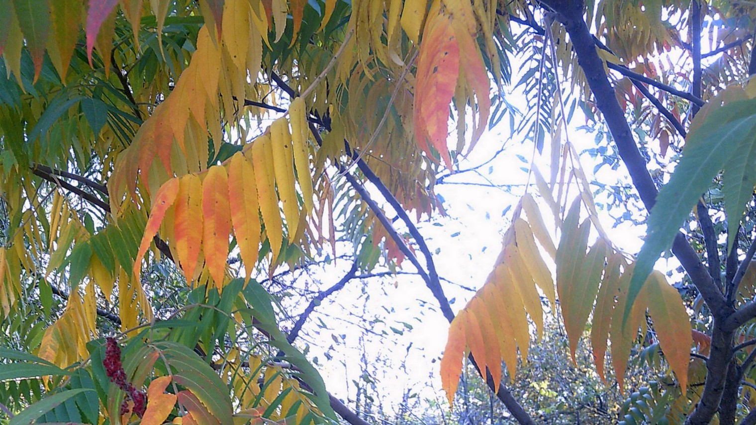 Музыкальные картинки.