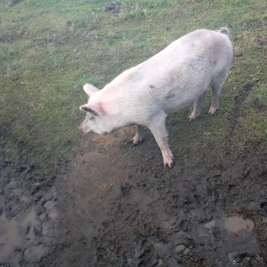 Тимоха Прохождение Леонид