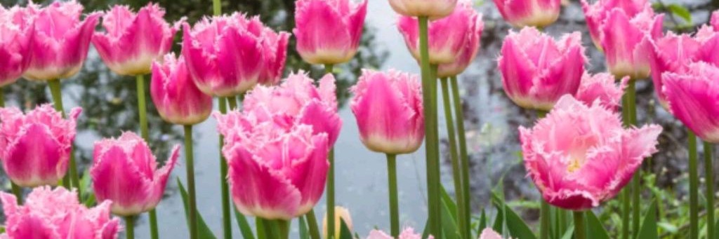 -Фан Brittany~[🍃]