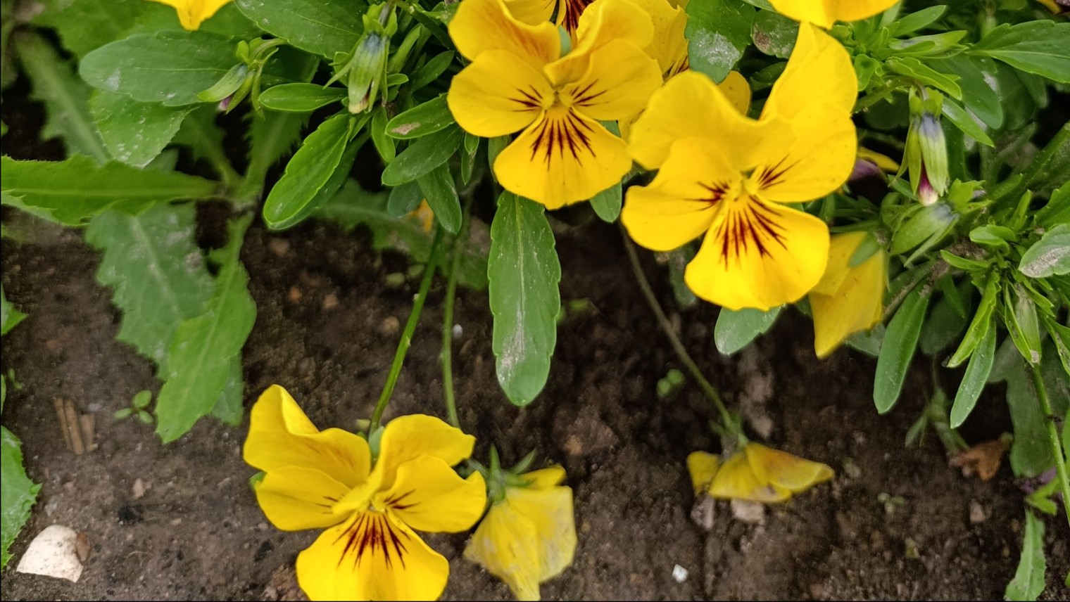 Садовый интерес