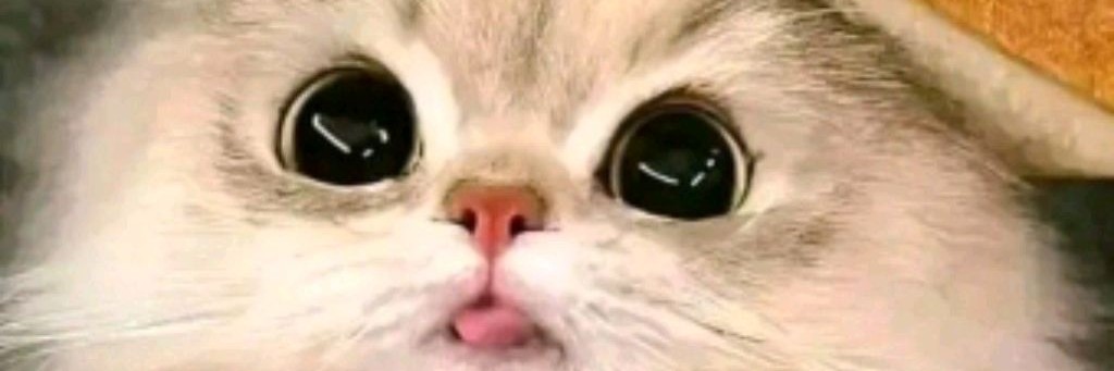 О чём расскажет чёрная кошка?