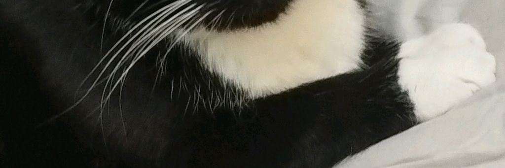 Название Съела Собака