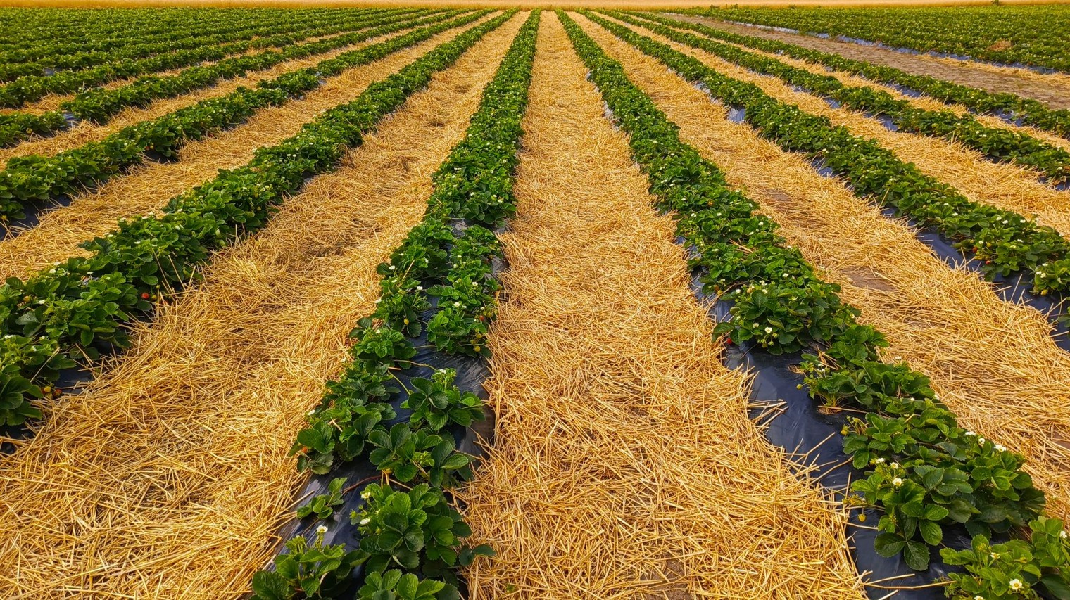 Ягода и саженцы Дона