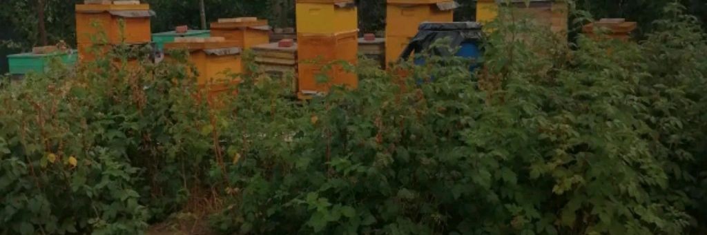 Наша Пасека Есть к чему стремиться