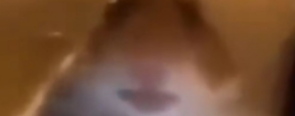 Игровой хомяк