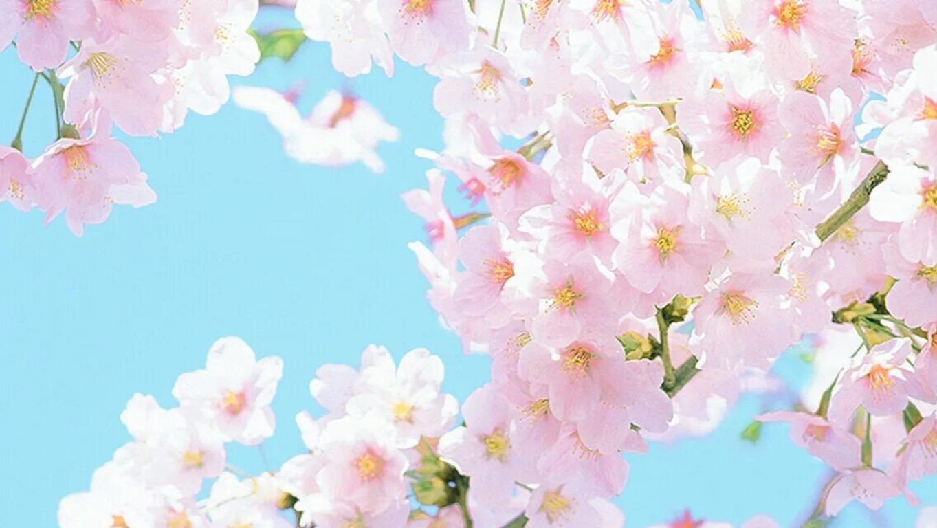 Вязаные игрушки с Ольгой Суменковой.