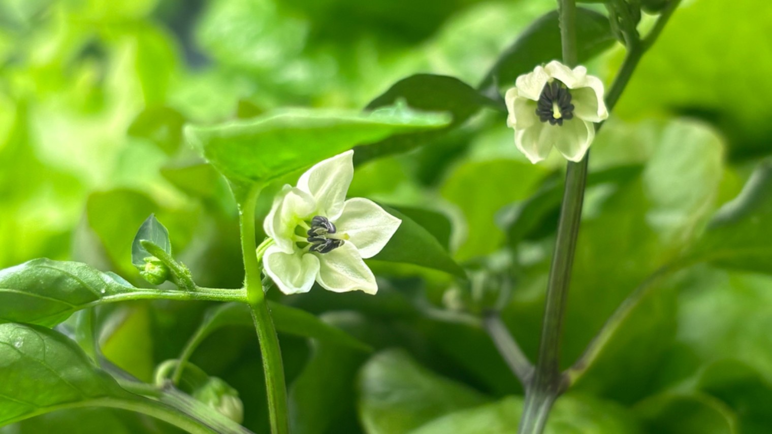 Ферма дома | Гидропоника | Огород в квартире