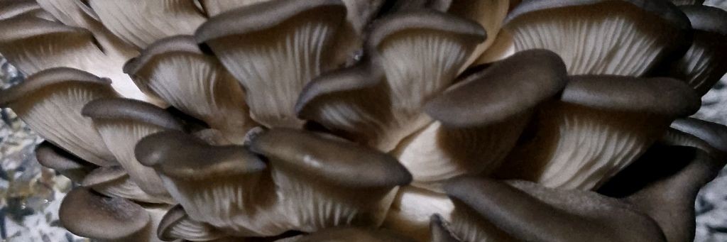 ГРИБНАЯ ФЕРМА