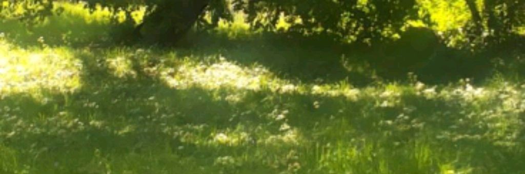 ⋆。˚ 𝐹𝑎𝑚𝑖𝑙𝑦 𝐵𝑟𝑖𝑒𝑙𝑙𝑒🇧🇷˚。⋆🍏