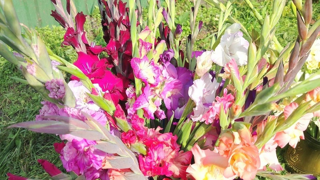 Сибирский питомник гладиолусов "Страна Див"