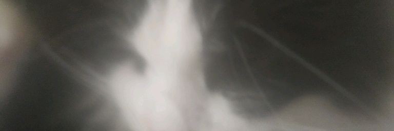 🛡️Чёрно-белый Кот🛡️