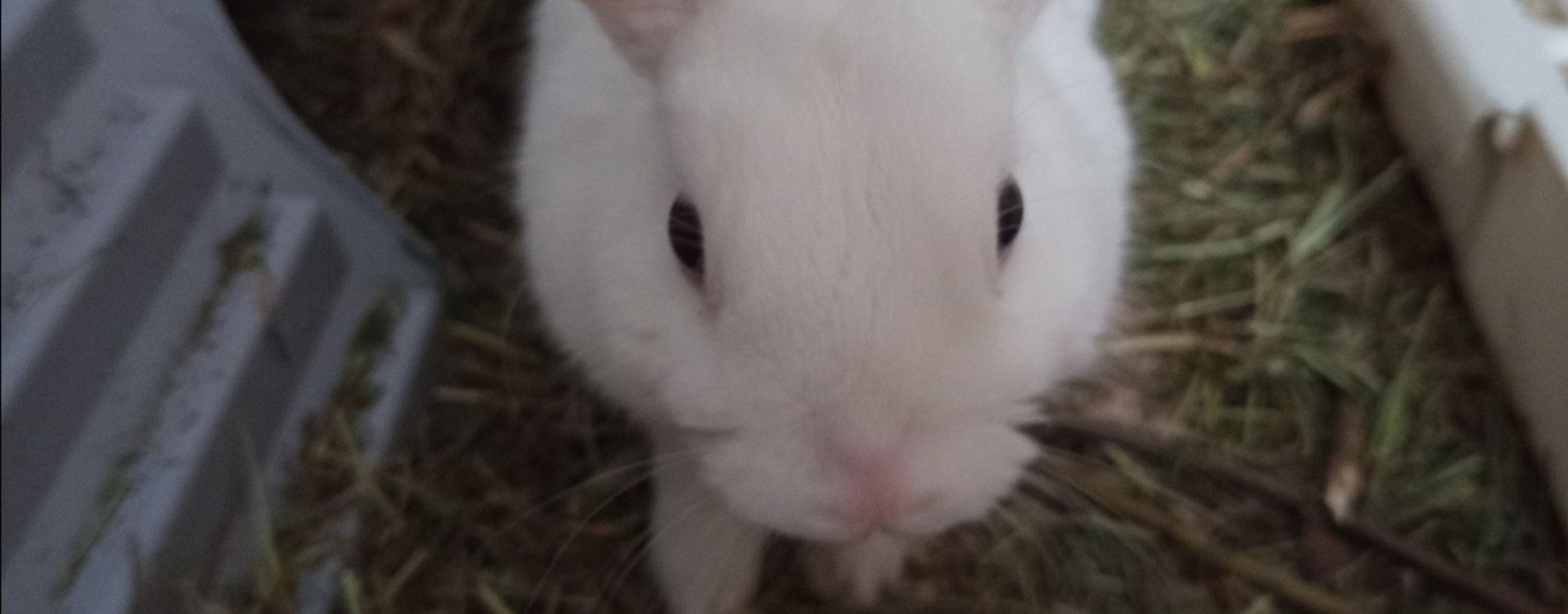 Весенняя🐰