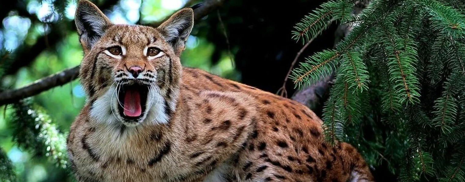 Setonix (перезаливы)