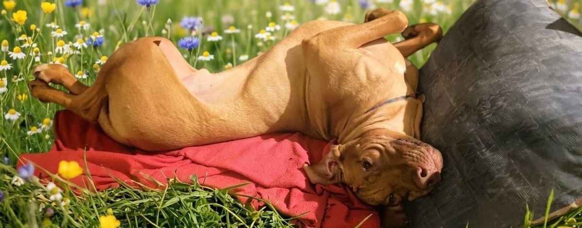 Вэри импортант пёсон