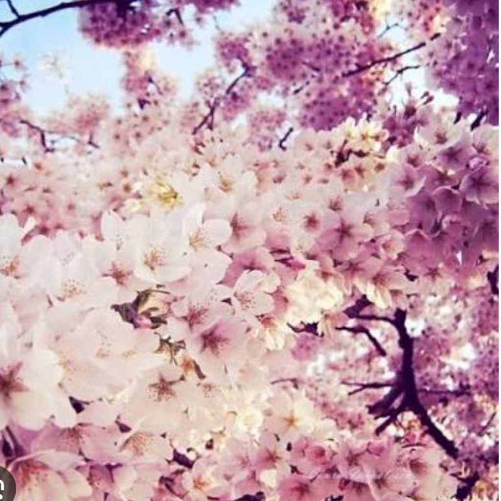 🌷Miroslava DIY🌷