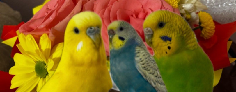 RiggiMinni and parrots