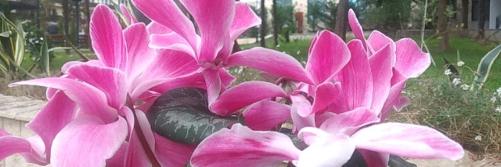 channel241713Эмилия Розумная