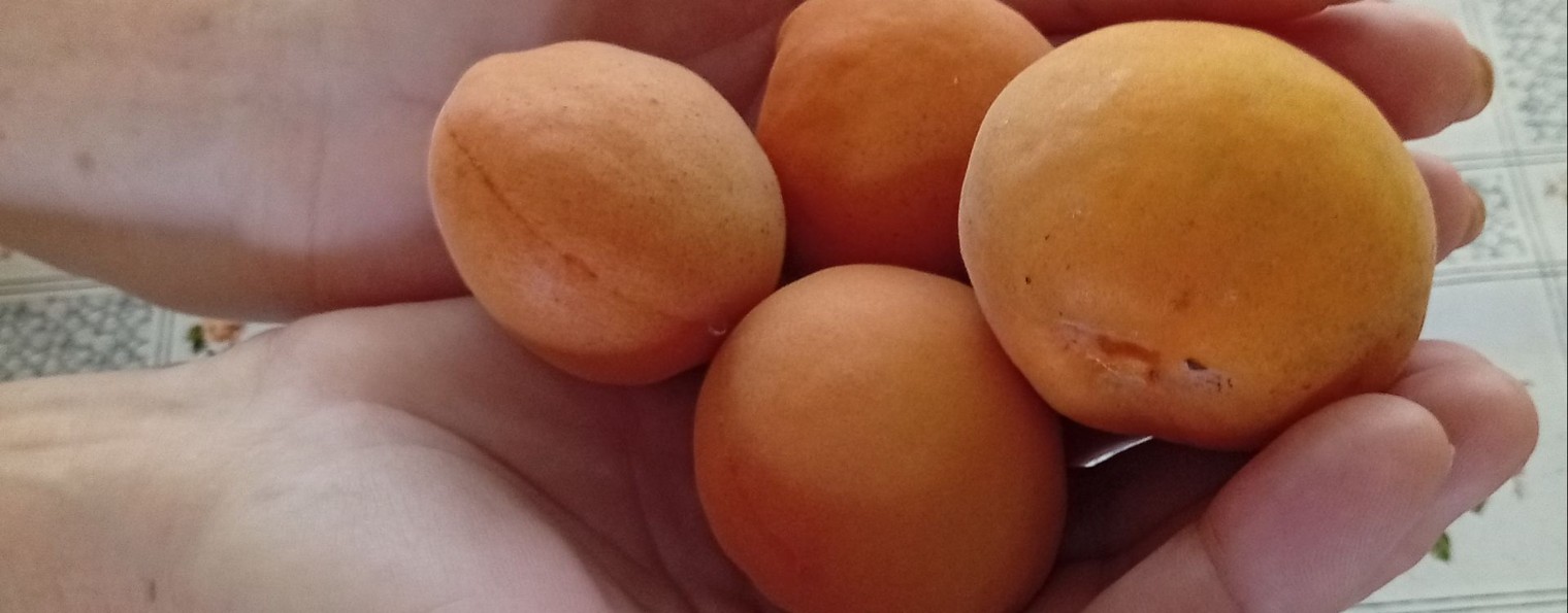 Саженцы с.Ташла Оренбургская обл.