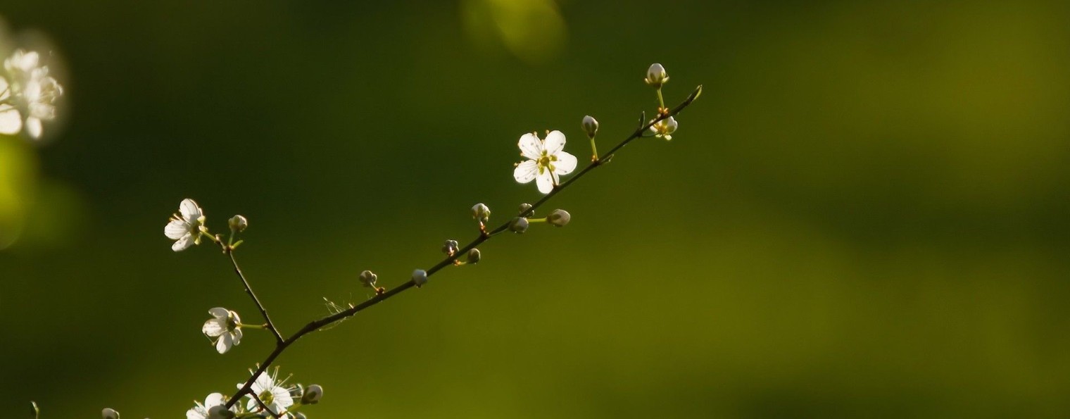 Елена Маркосян