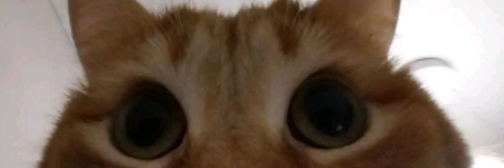 Gummy Bear And Klasky Csupo ✔️