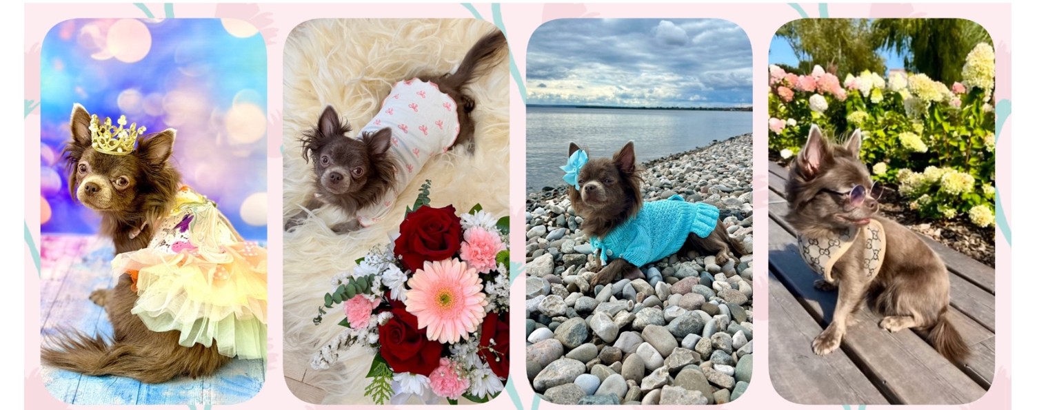 Грейс Чихуа