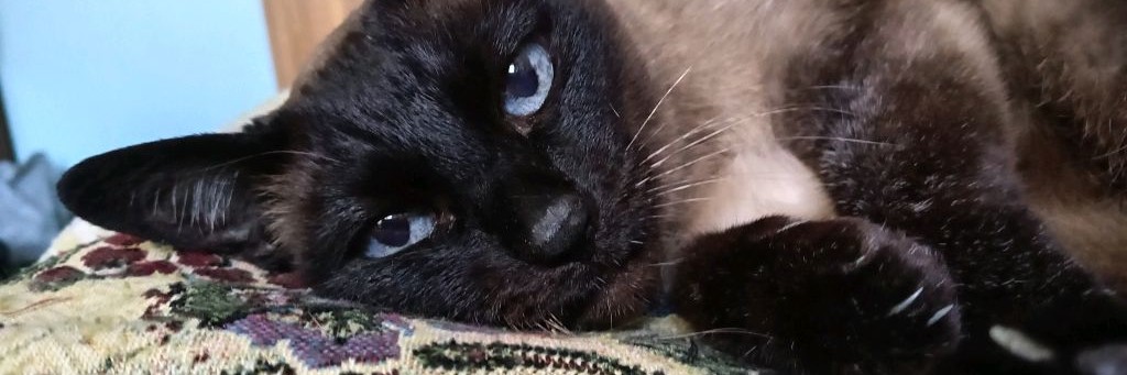 Транспорт Петербурга И игры