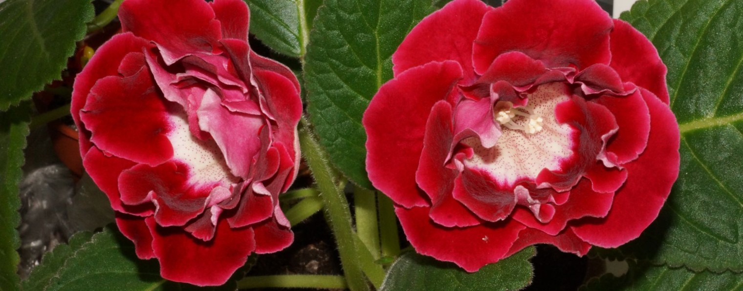 Ольга. Вяжу.